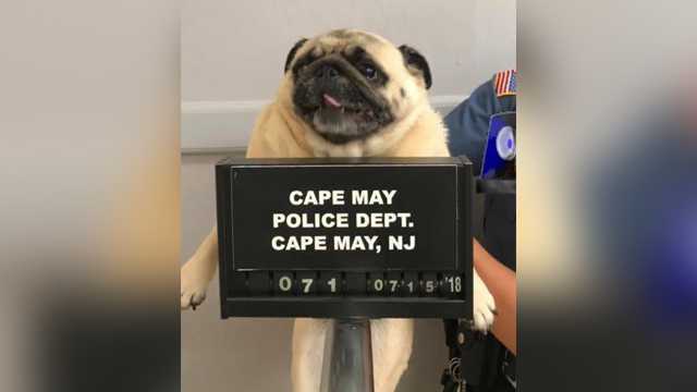 'Pug Mug': Runaway pup's stint in jail goes viral
