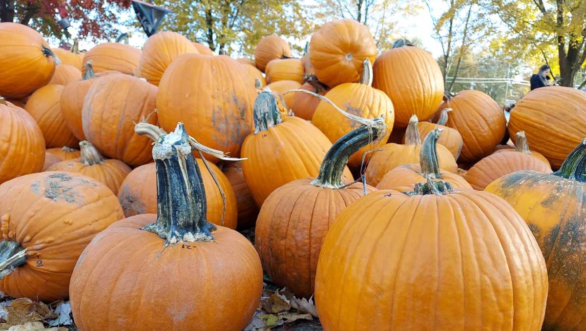 Picking and carving the perfect pumpkin