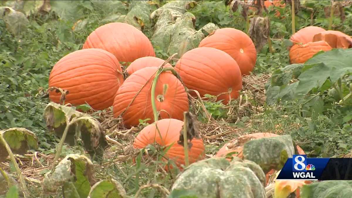 Pumpkin crop hit or miss this year