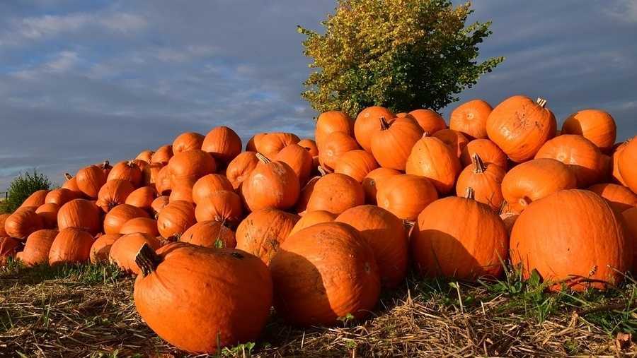 5 pumpkin patches to check out this fall in Oklahoma