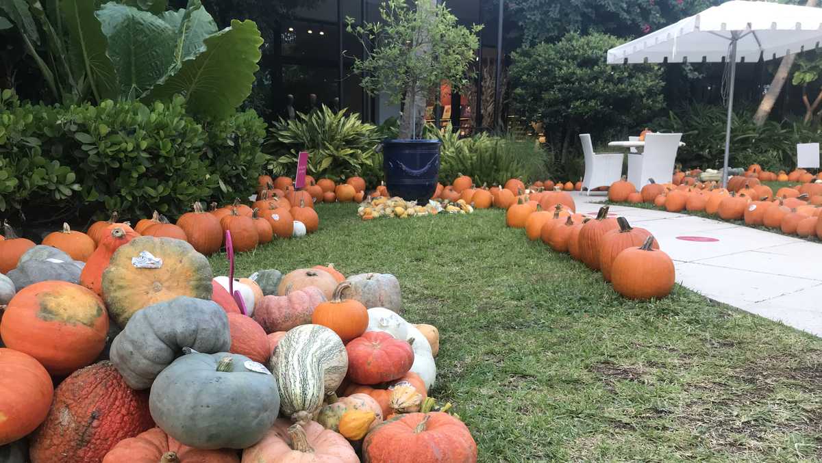 Pumpkin patches adapt for safety in the pandemic
