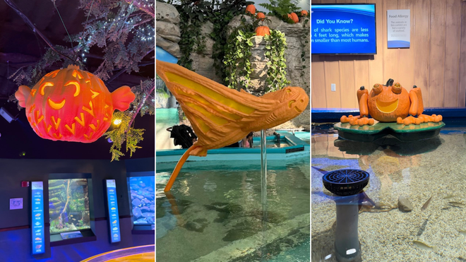 Explore underwater pumpkin patch, larger-than-life sculptures this fall ...