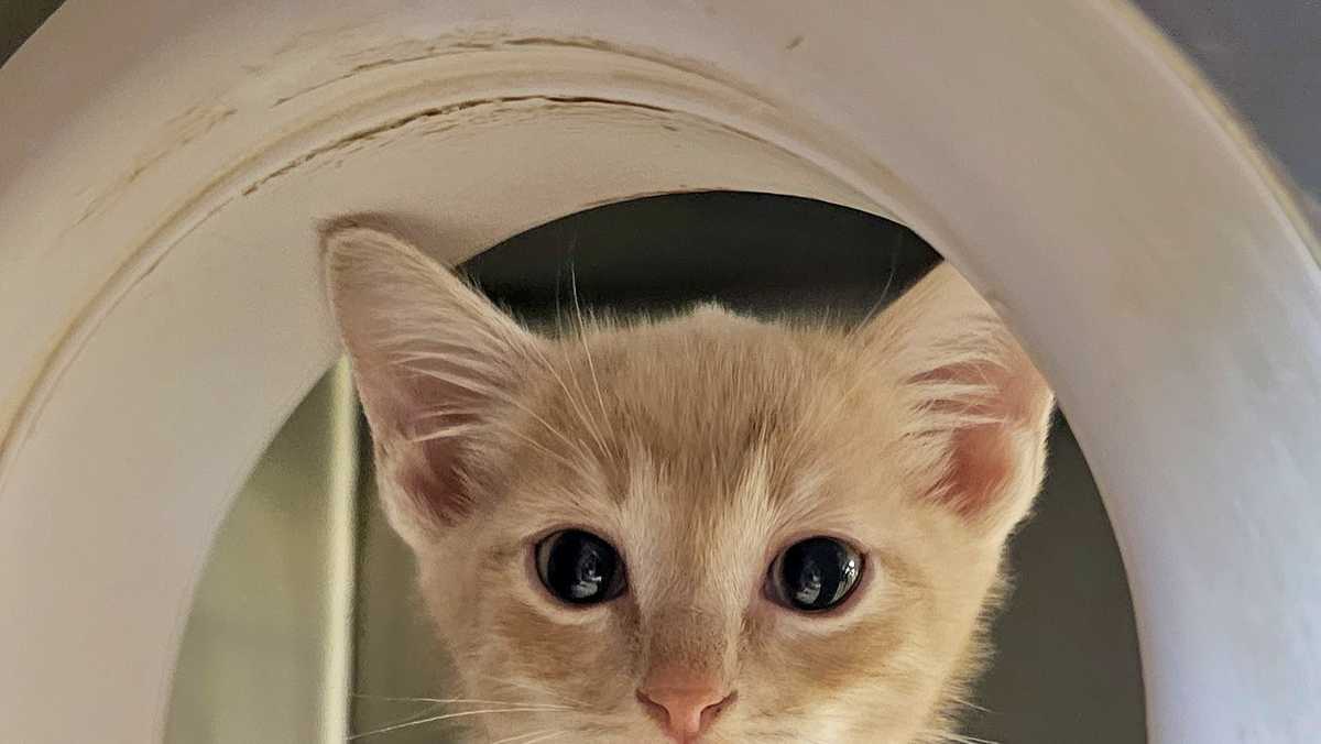 Humane Society in one Florida county caring for nearly 60 cats