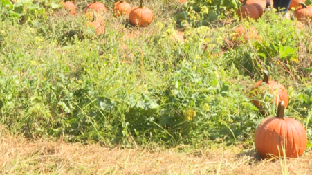 Old Baker Farm opens pumpkin patch for the season