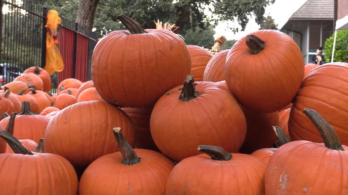 Find the perfect pumpkin at these local pumpkin patches