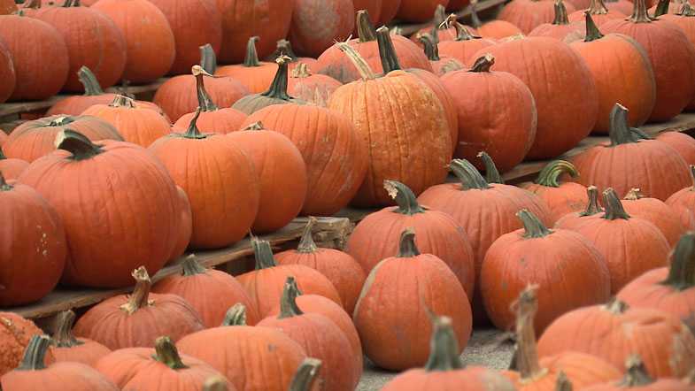 Pumpkin patch protects pumpkins from freezing temperatures