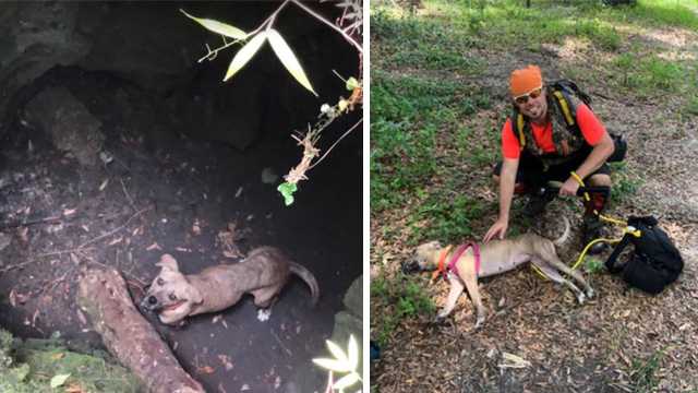 'Happiest animal I've ever seen': Hiker rescues dog trapped inside ...