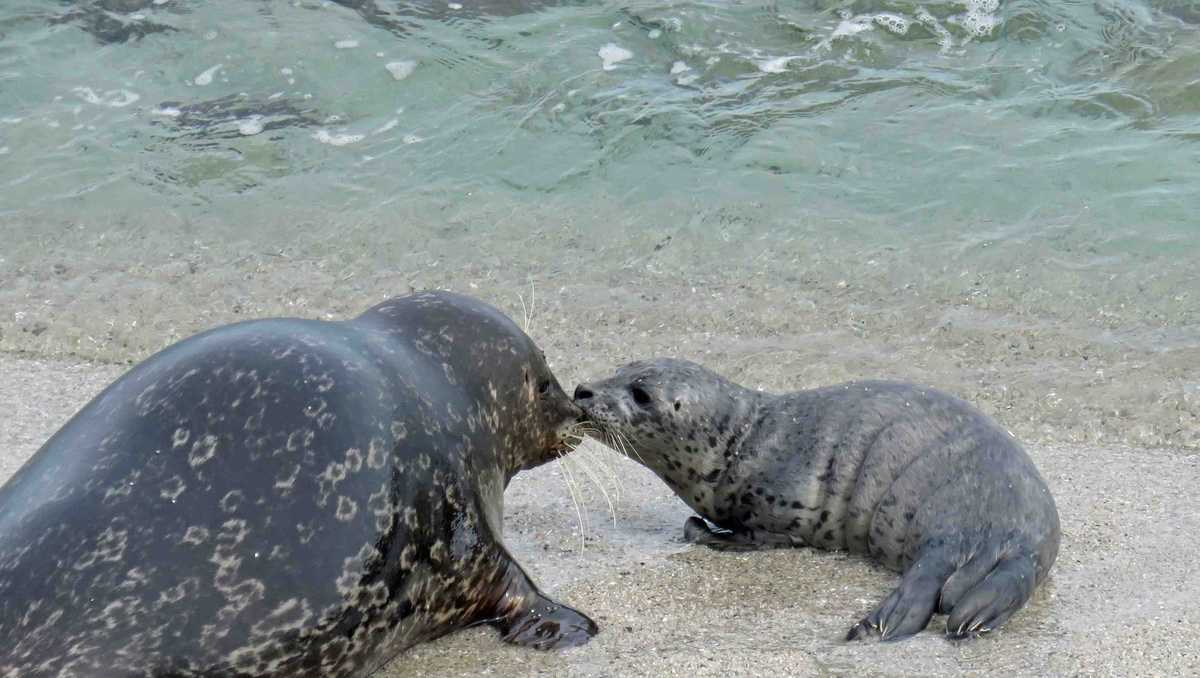 Harbor seal pupping season off to a good start in Pacific Grove
