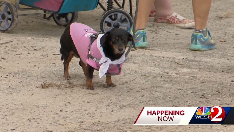 Volusia County dog beach opens