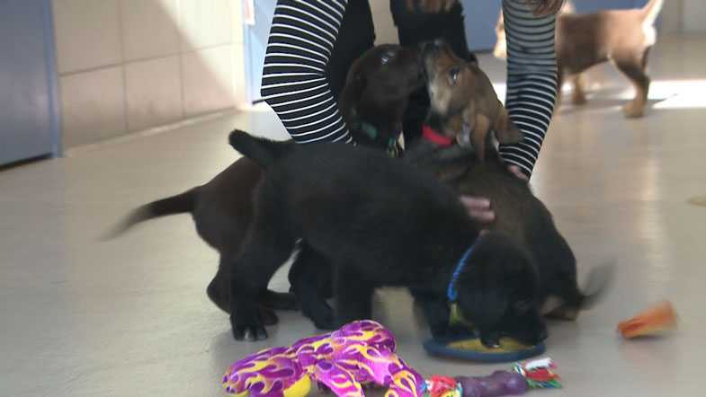 All kinds of puppies available at Wisconsin Humane Society