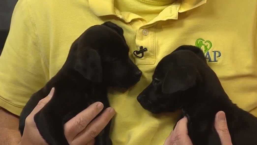 Meet these adorable animals up for adoption through the Stray Animal ...