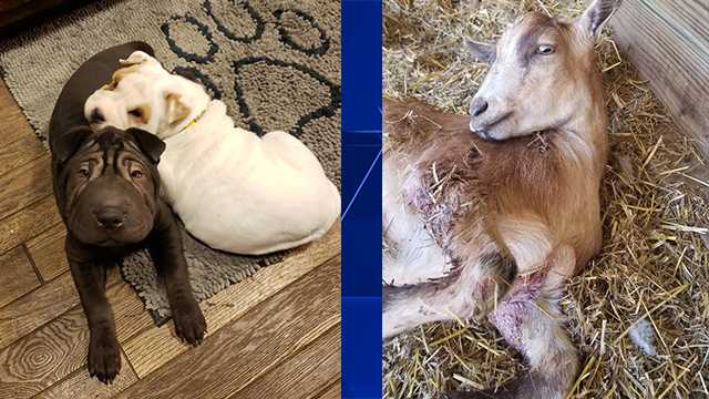 Puppies shot to death after attacking goats