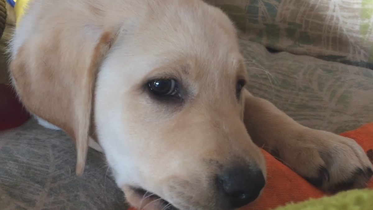 Puppy begins training to be service dog