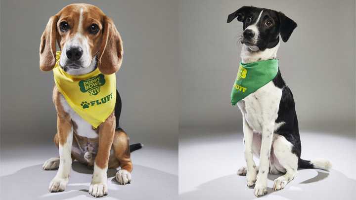 Kentucky dogs to be featured in Puppy Bowl