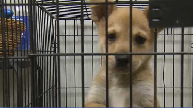 Jackson animal shelter sees rise in pets being brought back to the shelter