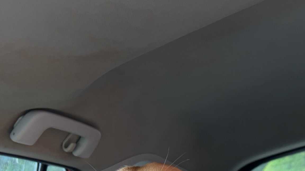 Family dog protects child from rabid fox attack in Wilkes County