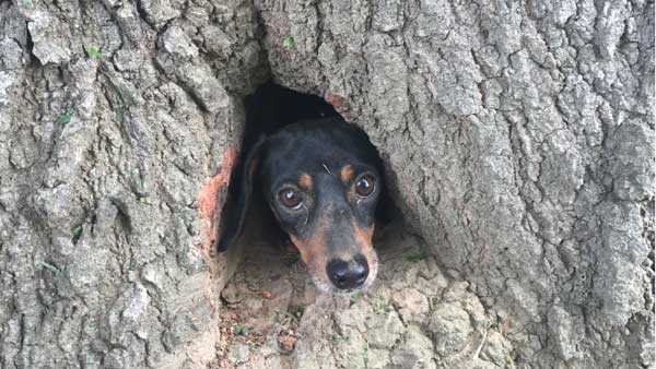 Kentucky troopers, firefighter rescue dog stuck inside tree