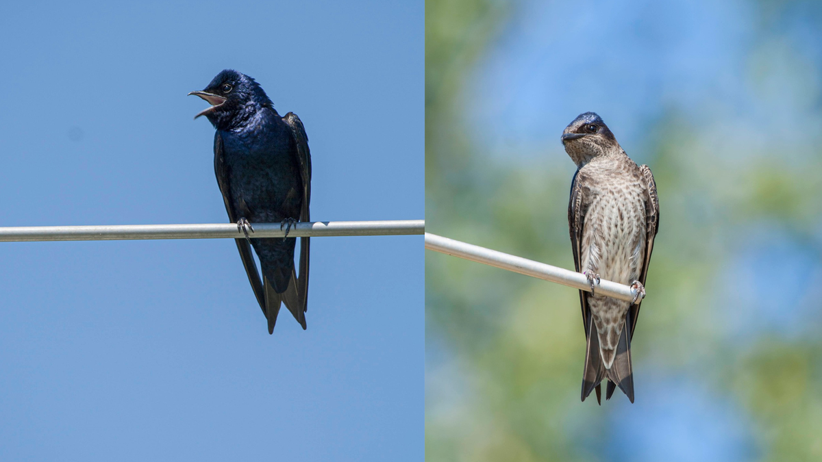 Purple martins return to Kentucky after winter in South America