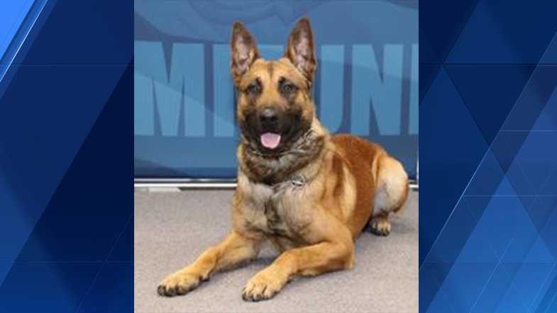 Man stabs Green Bay police K-9, police say