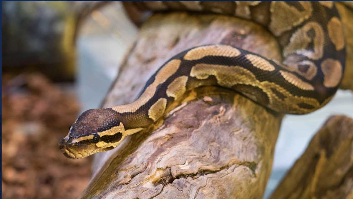Florida teen captures 28 Burmese pythons, gets top prize Florida teen captures 28 Burmese pythons, gets top prize