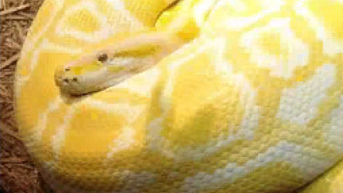 15 foot yellow python on the loose in Arcadia