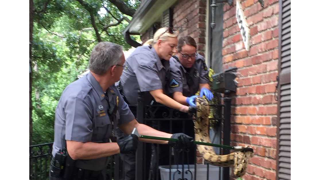 Big snake discovered on mailbox at Overland Park home