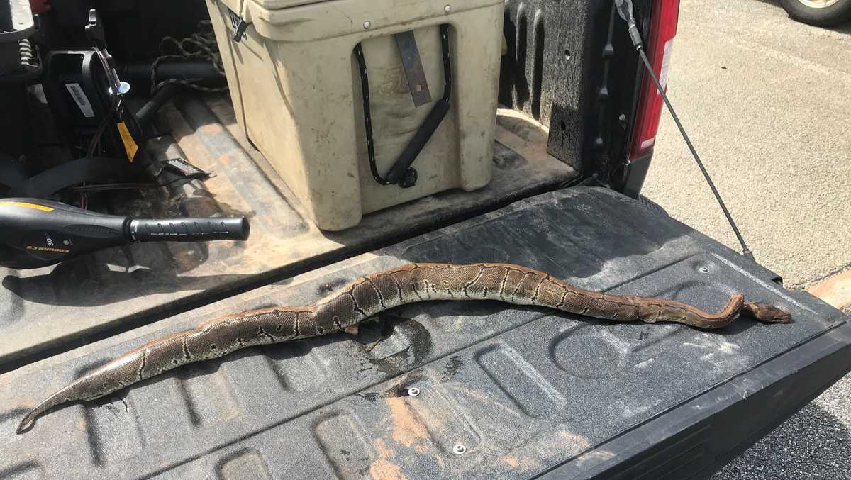 Georgia resident finds python in backyard, DNR officials say