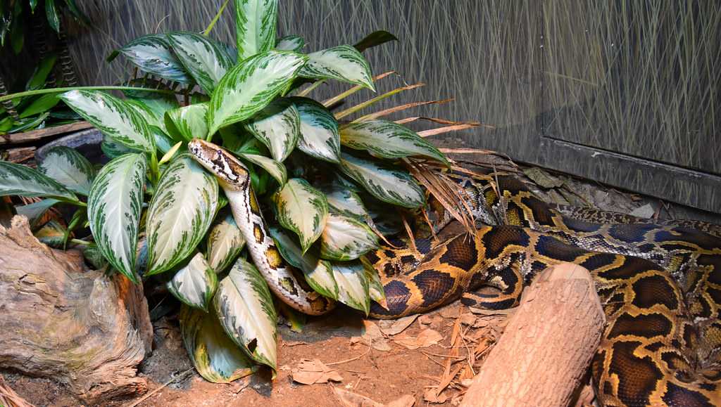 Cincinnati Zoo mourns loss of female Burmese python