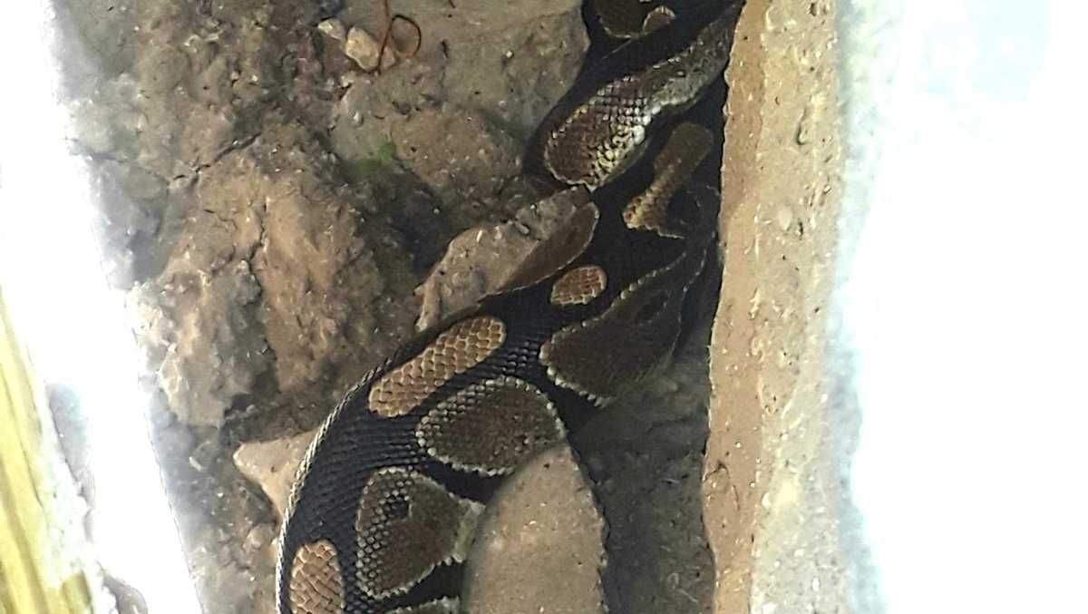 Python found hiding under Riverwest back porch
