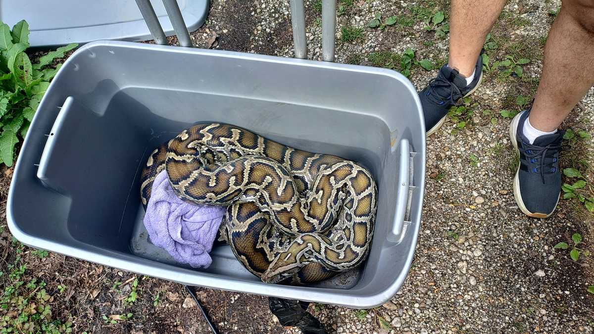 Oh, sssss: 13-foot python found in Upper Marlboro