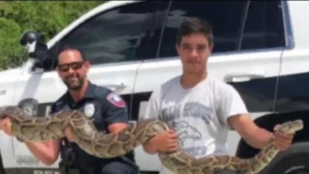 Teens capture 13-foot python in Florida