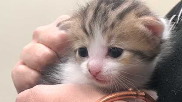 Cincinnati’s Queen Elsa the kitten is a scientific marvel