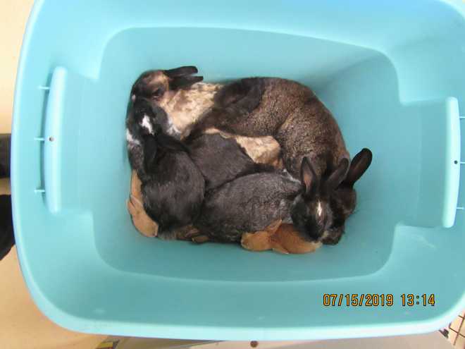 9 rabbits found abandoned in Monterey County, reward offered for ...