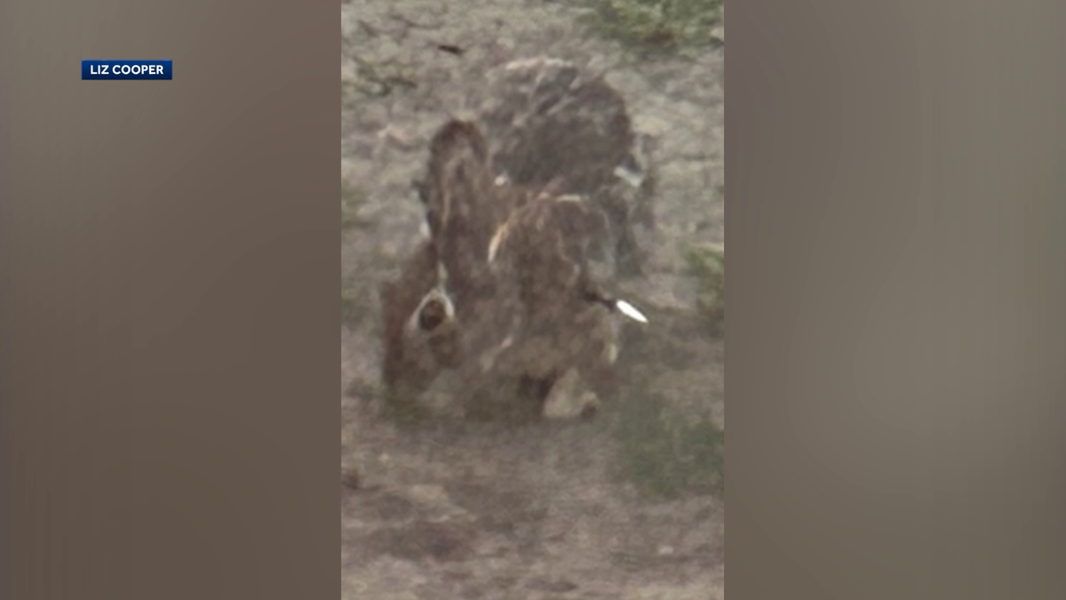Multiple rabbits shot with arrows in Needham, Massachusetts