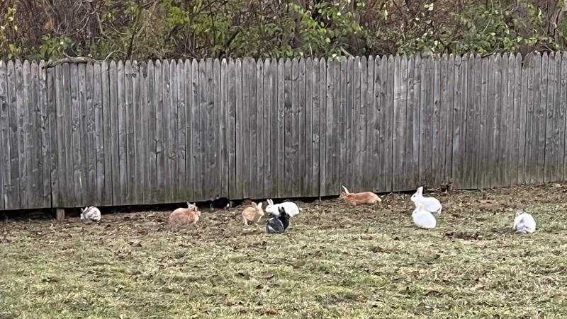More than 50 domesticated rabbits abandoned in Indiana neighborhood