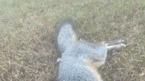 North Carolina: Child attacked by rabid fox, Alamance County officials say