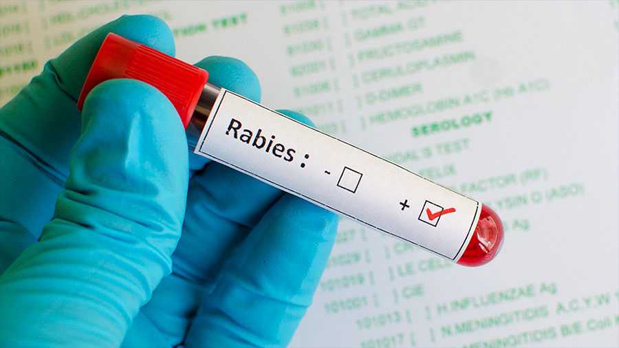 Rabies confirmed in groundhog found in Mt. Lebanon