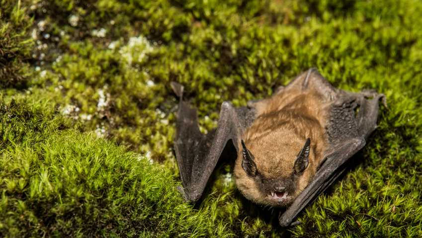 Bat found by child in Clermont County tests positive for rabies