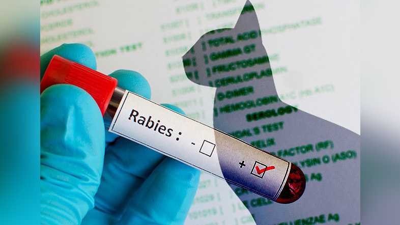 Stray cat reported in Ross Township tests positive for rabies