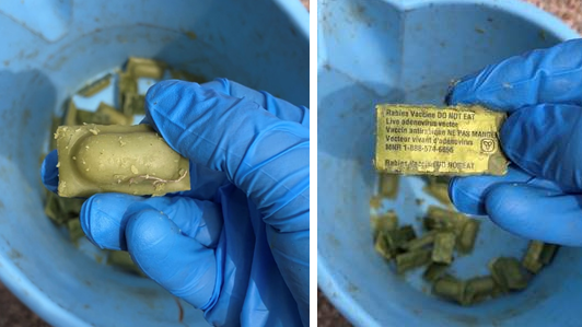 Spring rabies vaccine bait drop to be conducted in Vermont beginning May 4