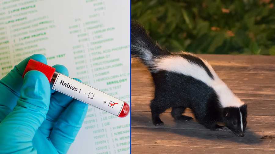 Augusta residents asked to be vigilant after skunk tests positive for ...