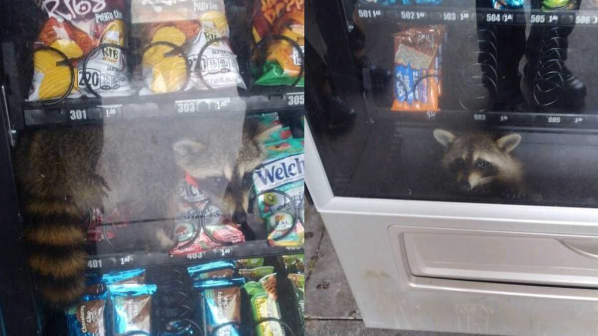 Raccoon robber apprehended raiding vending machine at Volusia high school