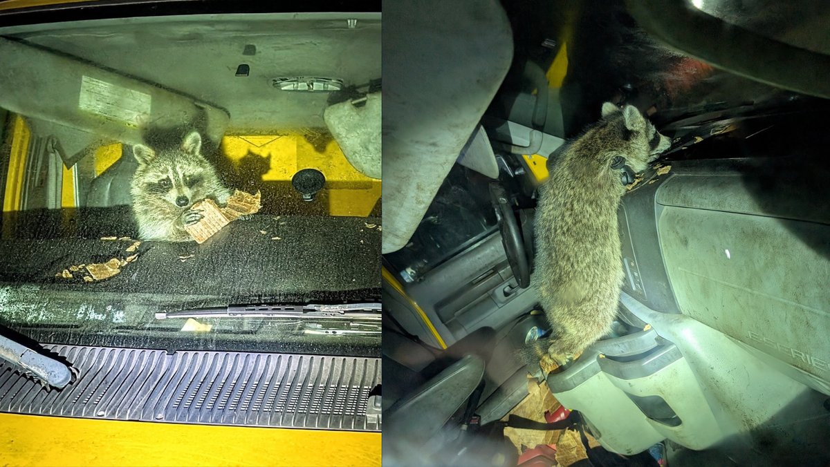 Another bizarre raccoon run-in with police goes viral in Ohio