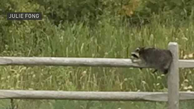 'Drunk' raccoons seen stumbling around Canadian town
