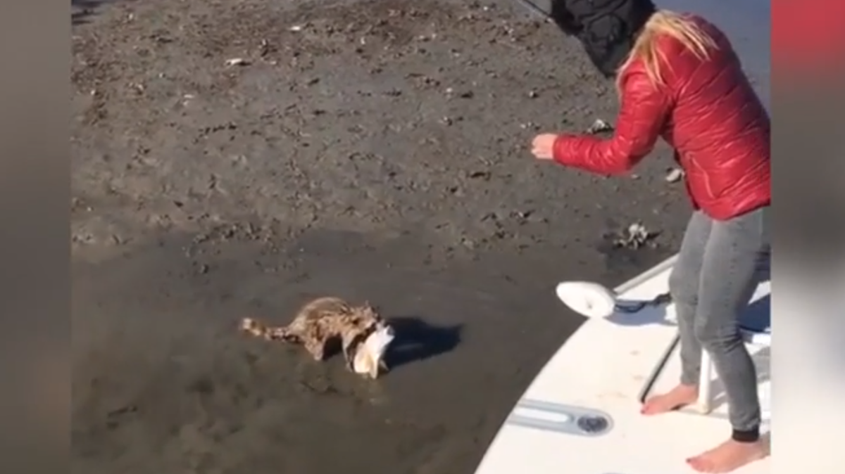 'That's mine!': Woman, raccoon fight over fish caught on a line