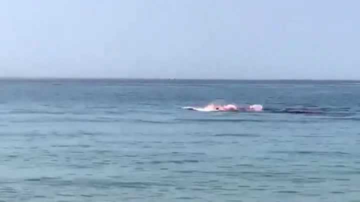 Race Point Beach in Provincetown closed after shark seen feasting on seal