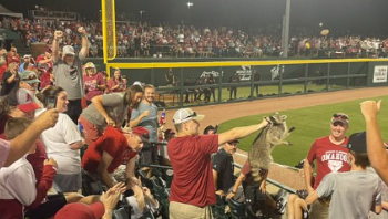 Wild catch at Razorback baseball game