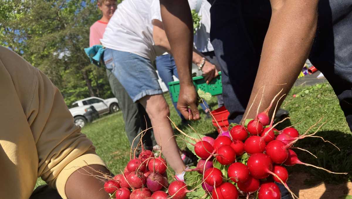Grow your own food at the Urban Farm School in North Carolina