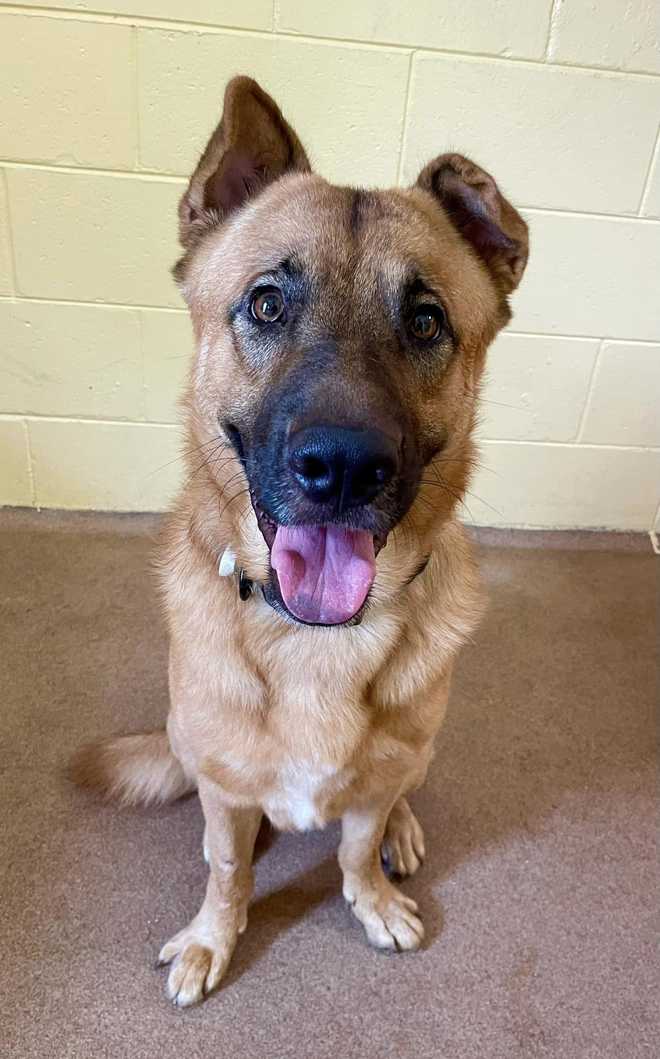 Pet Alliance of Greater Orlando's adoptable pets