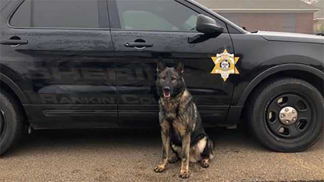 Rankin County deputy, K-9 track down burglary suspect